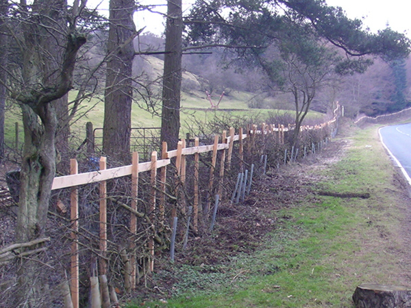 Client Services | Bilsdale Tree Services